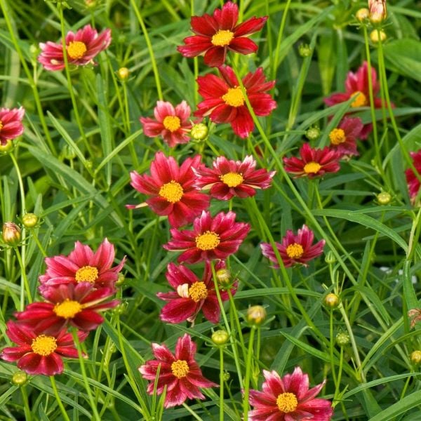 Tickseed | White Flower Farm