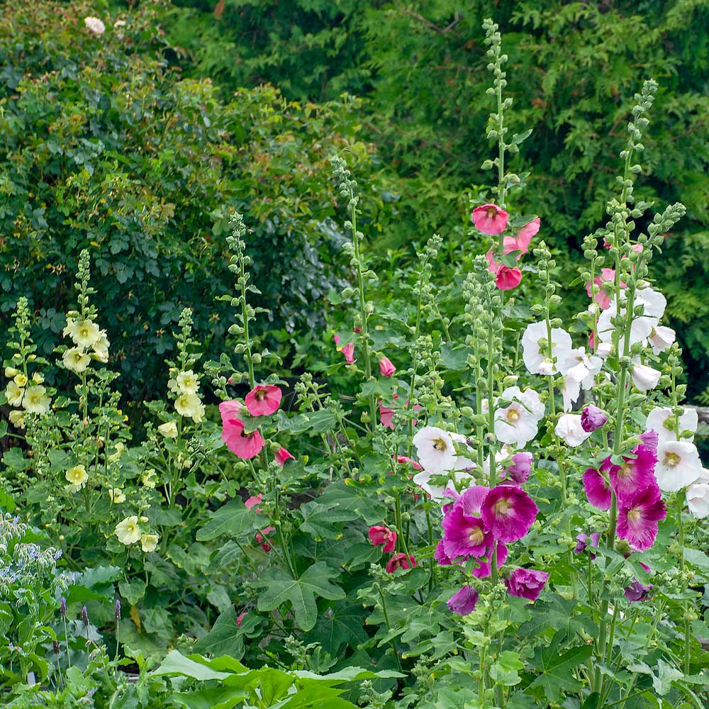 Alcea Perennial Singles | White Flower Farm