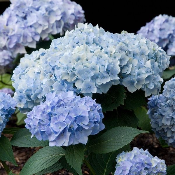 Hydrangeas by Botanical Name | White Flower Farm