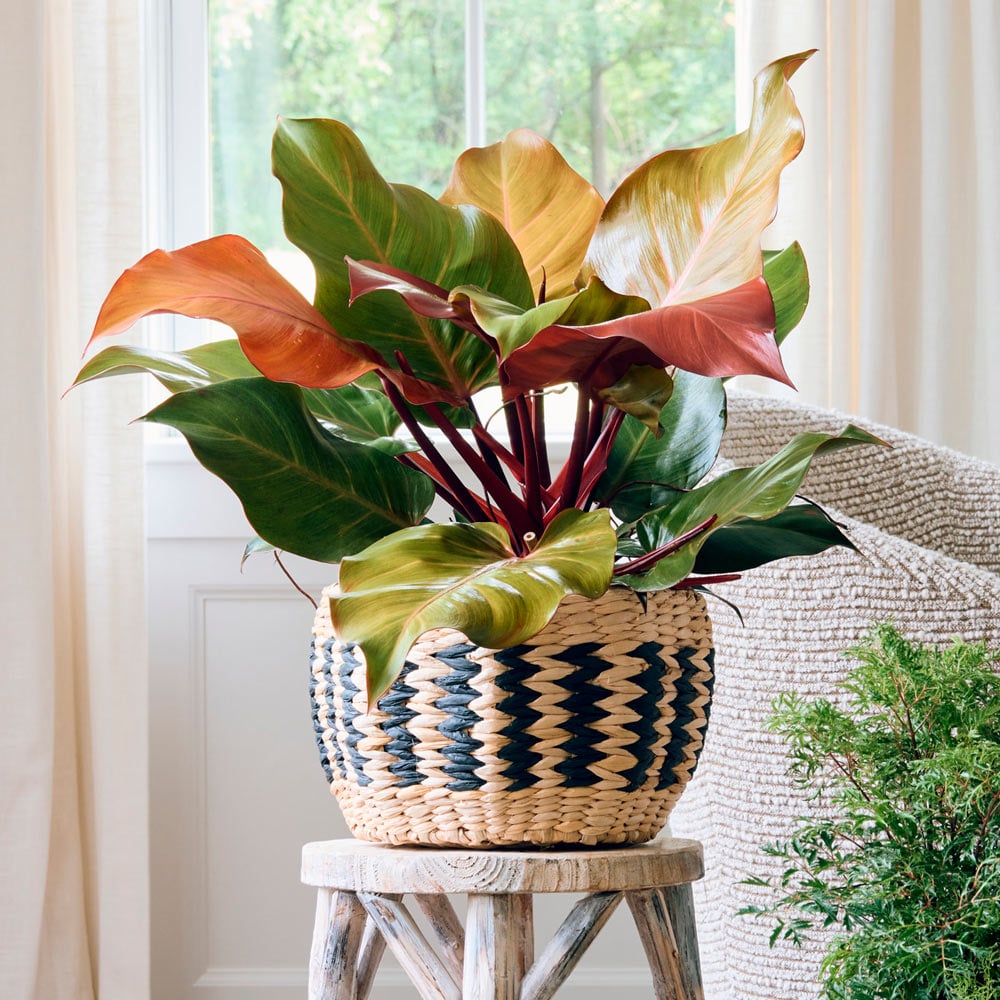 Houseplants with Colorful Foliage | White Flower Farm