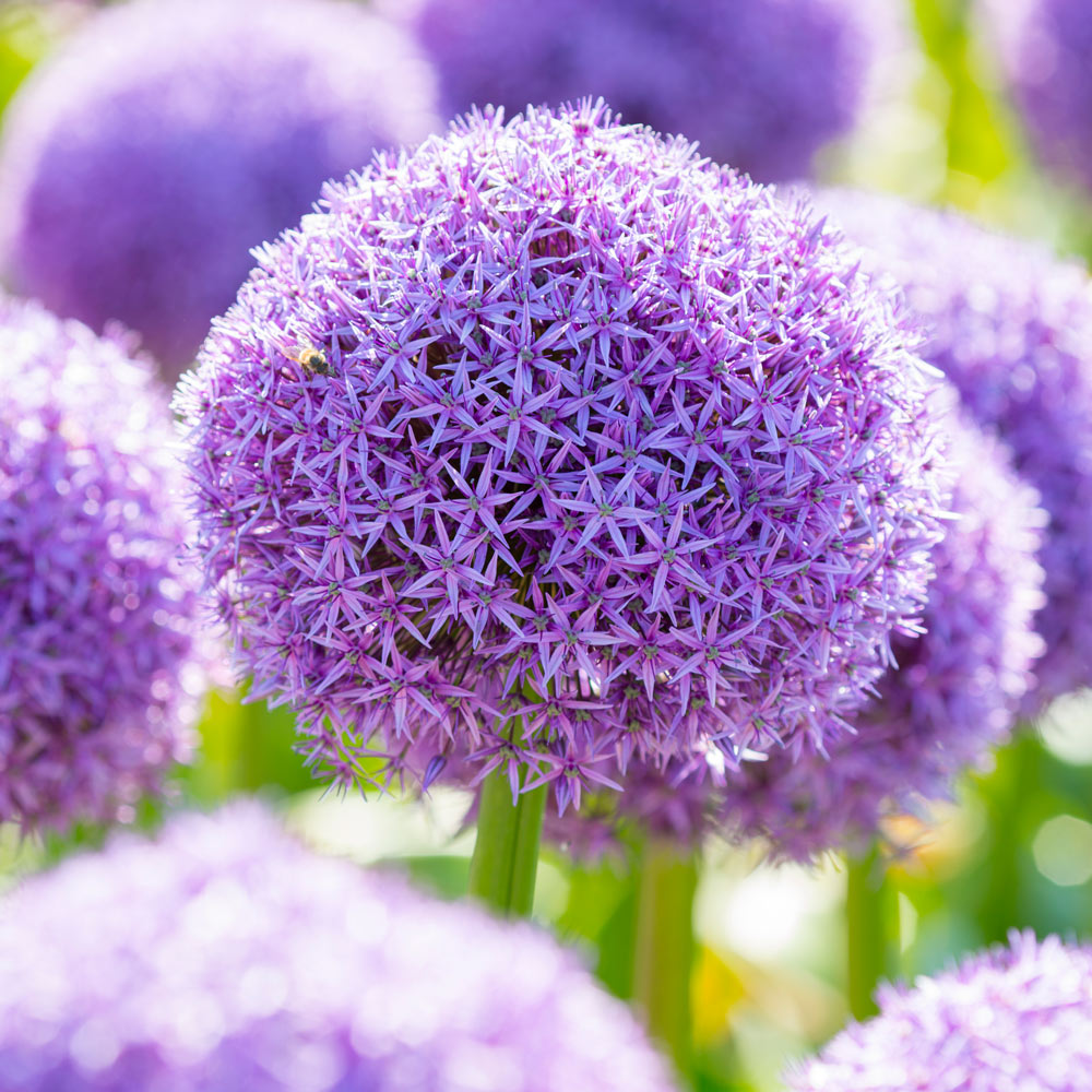 Allium Giganteum Globemaster