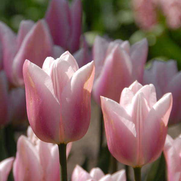 Tulip 'Gabriella' | White Flower Farm