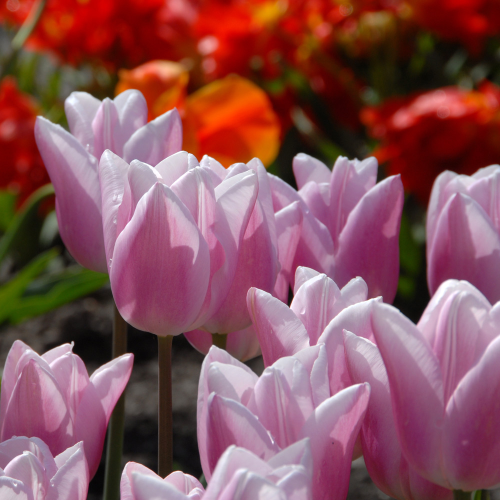Tulip 'Gabriella' | White Flower Farm