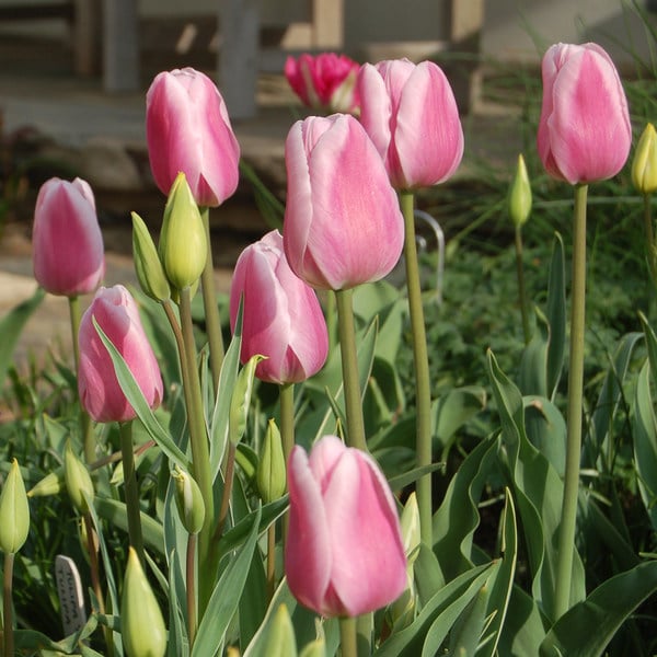 Tulip 'Gabriella' | White Flower Farm