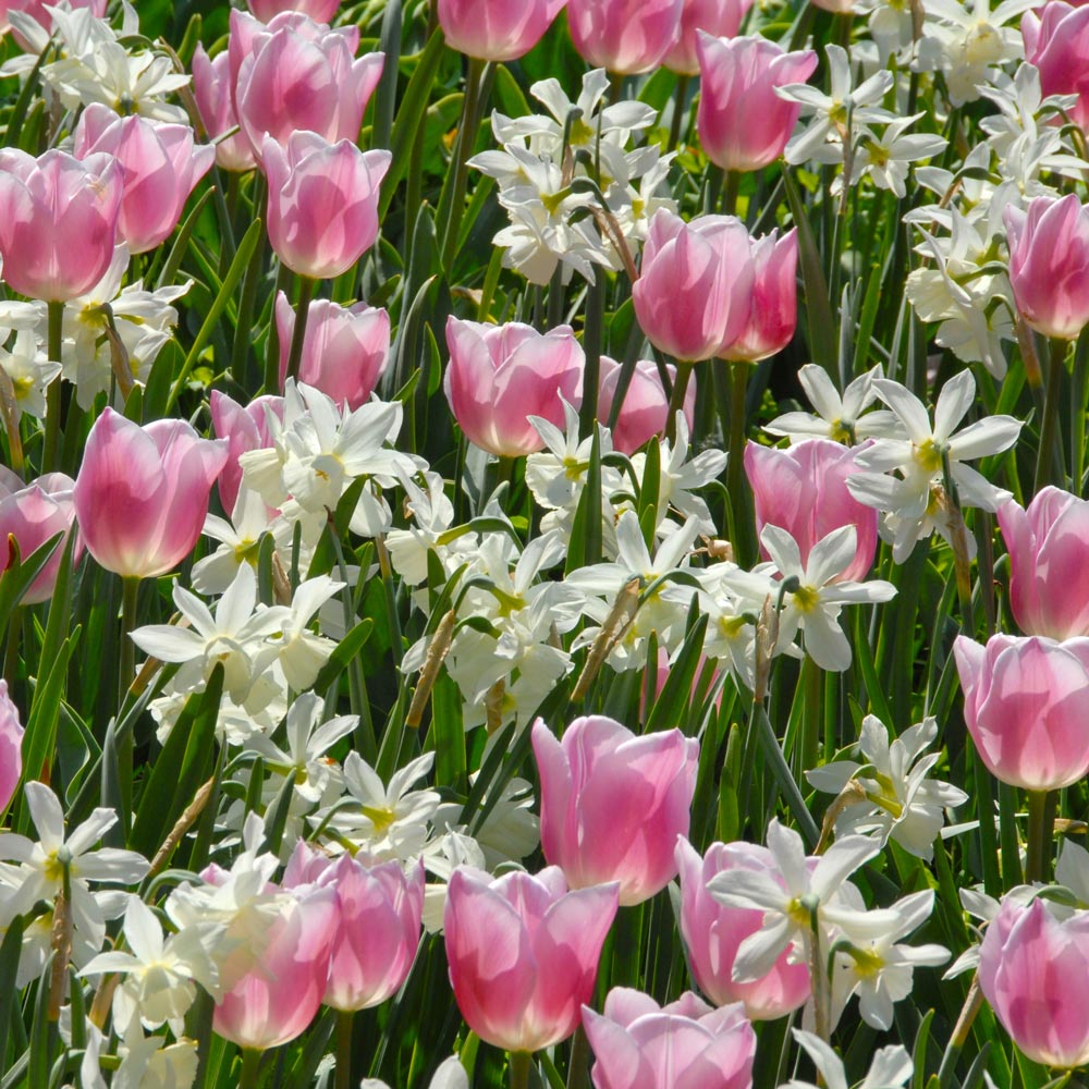 Narcissus 'Thalia' | White Flower Farm