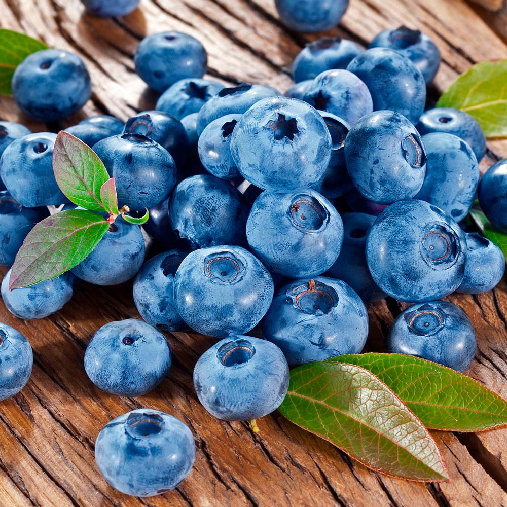 Blueberry 'Bluecrop' | White Flower Farm