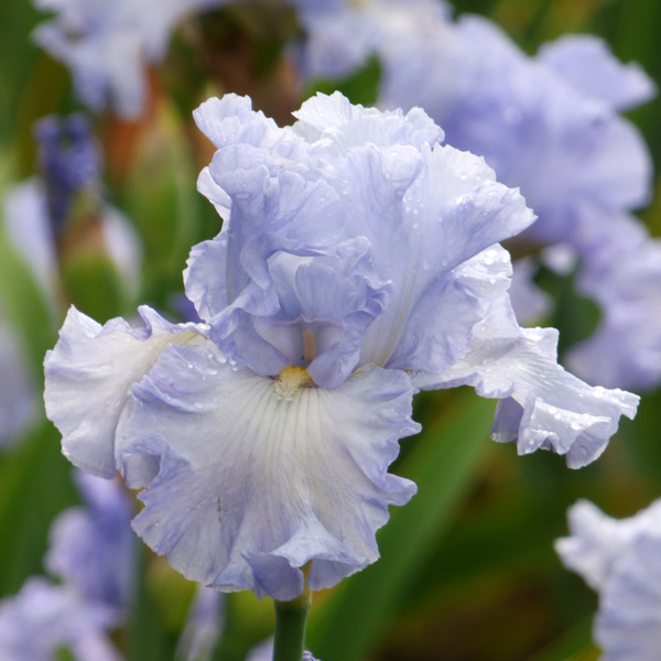 Iris germanica 'Absolute Treasure' | White Flower Farm