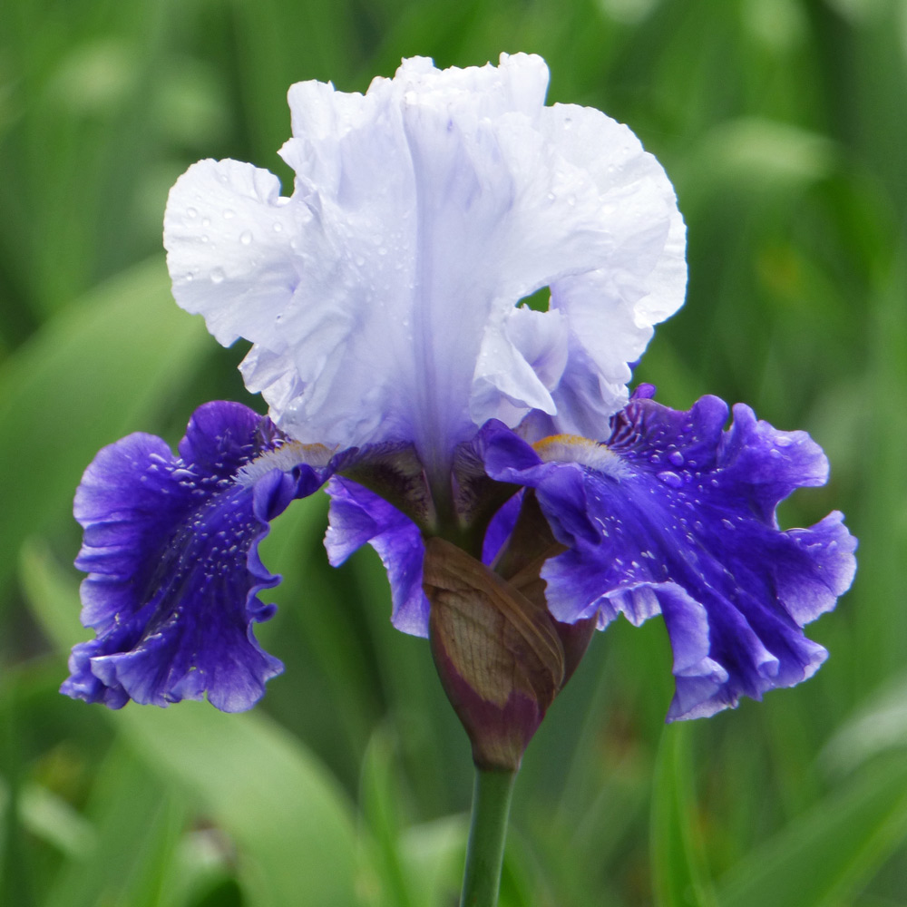 Iris germanica 'Drifting' | White Flower Farm