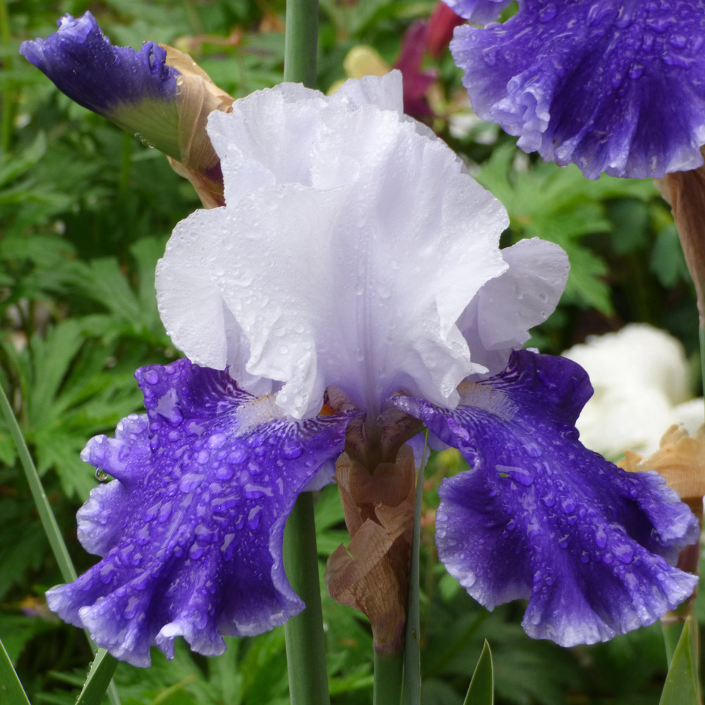 Iris germanica 'Drifting' | White Flower Farm