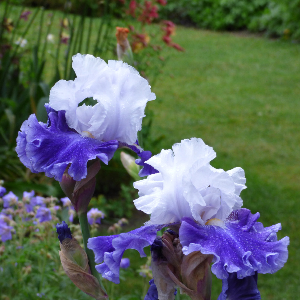 Iris germanica 'Drifting' | White Flower Farm