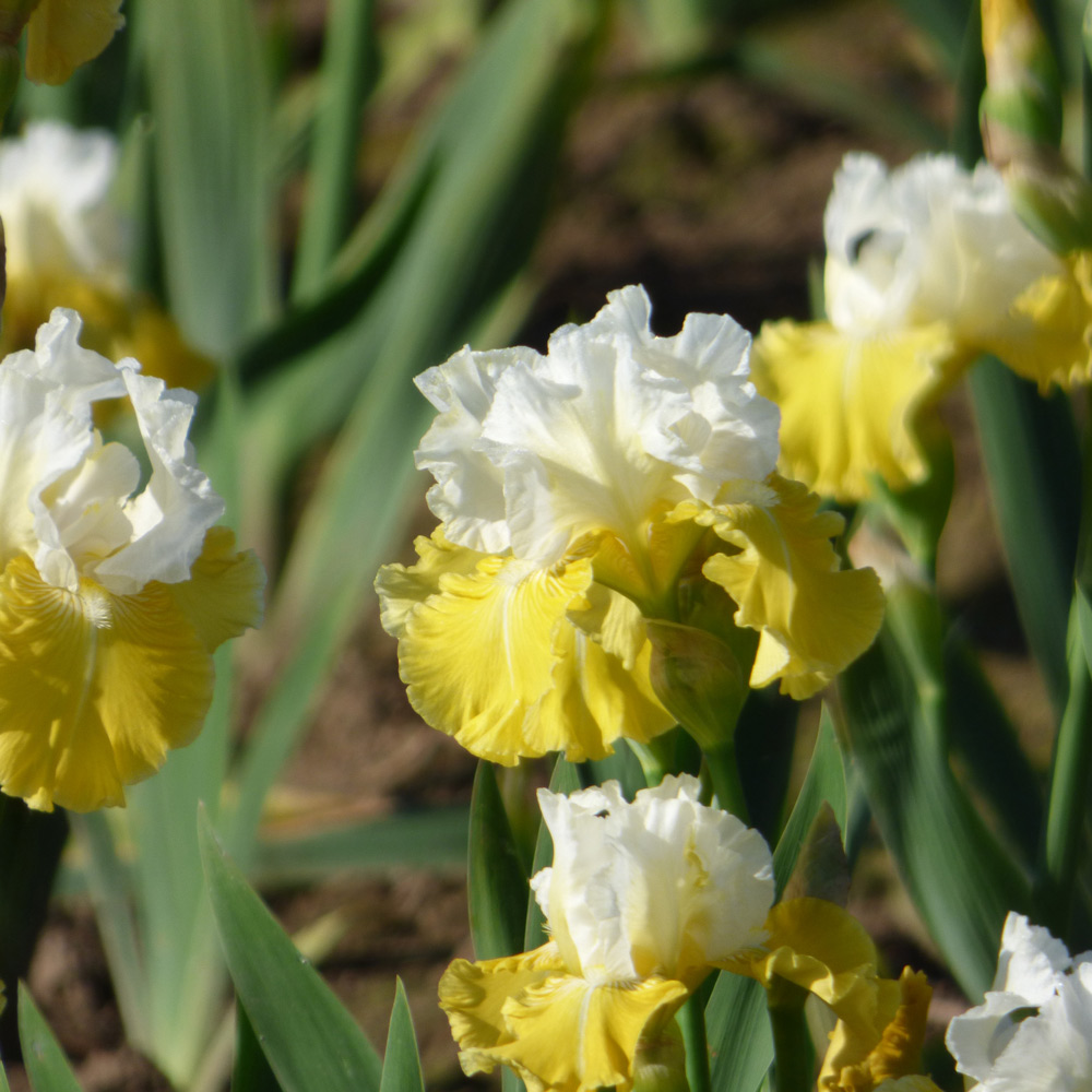 Iris germanica 'Lemon Cloud' | White Flower Farm