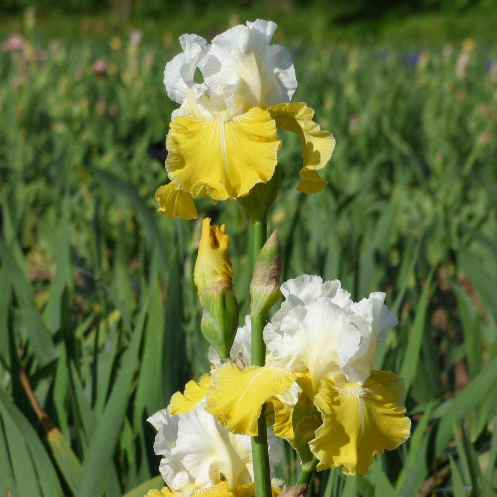 Iris germanica 'Lemon Cloud' | White Flower Farm