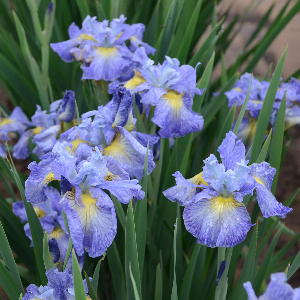 Siberian Iris | White Flower Farm
