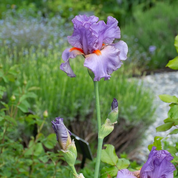 Iris germanica 'Snappy Dresser' | White Flower Farm