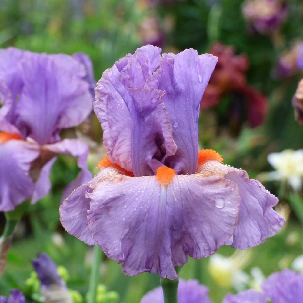 Iris germanica 'Snappy Dresser' | White Flower Farm