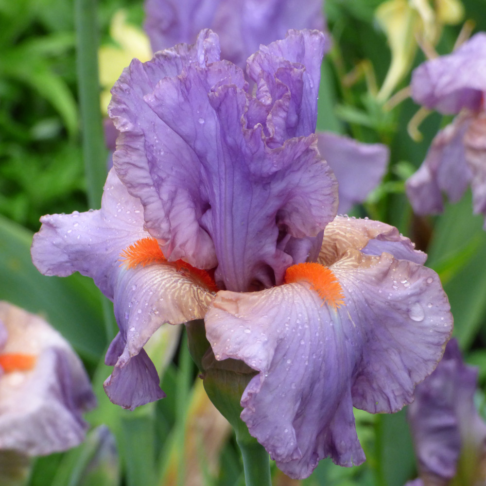 Iris germanica 'Snappy Dresser' | White Flower Farm