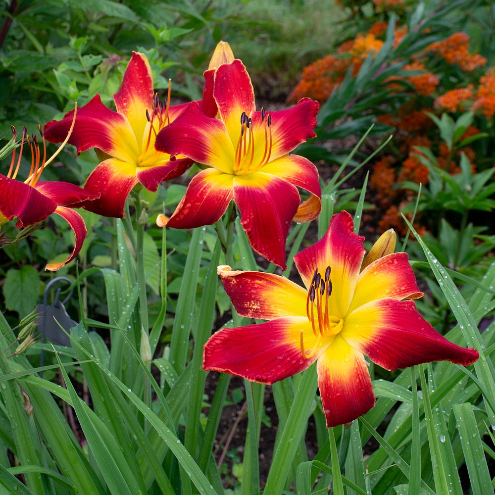 Red Daylilies