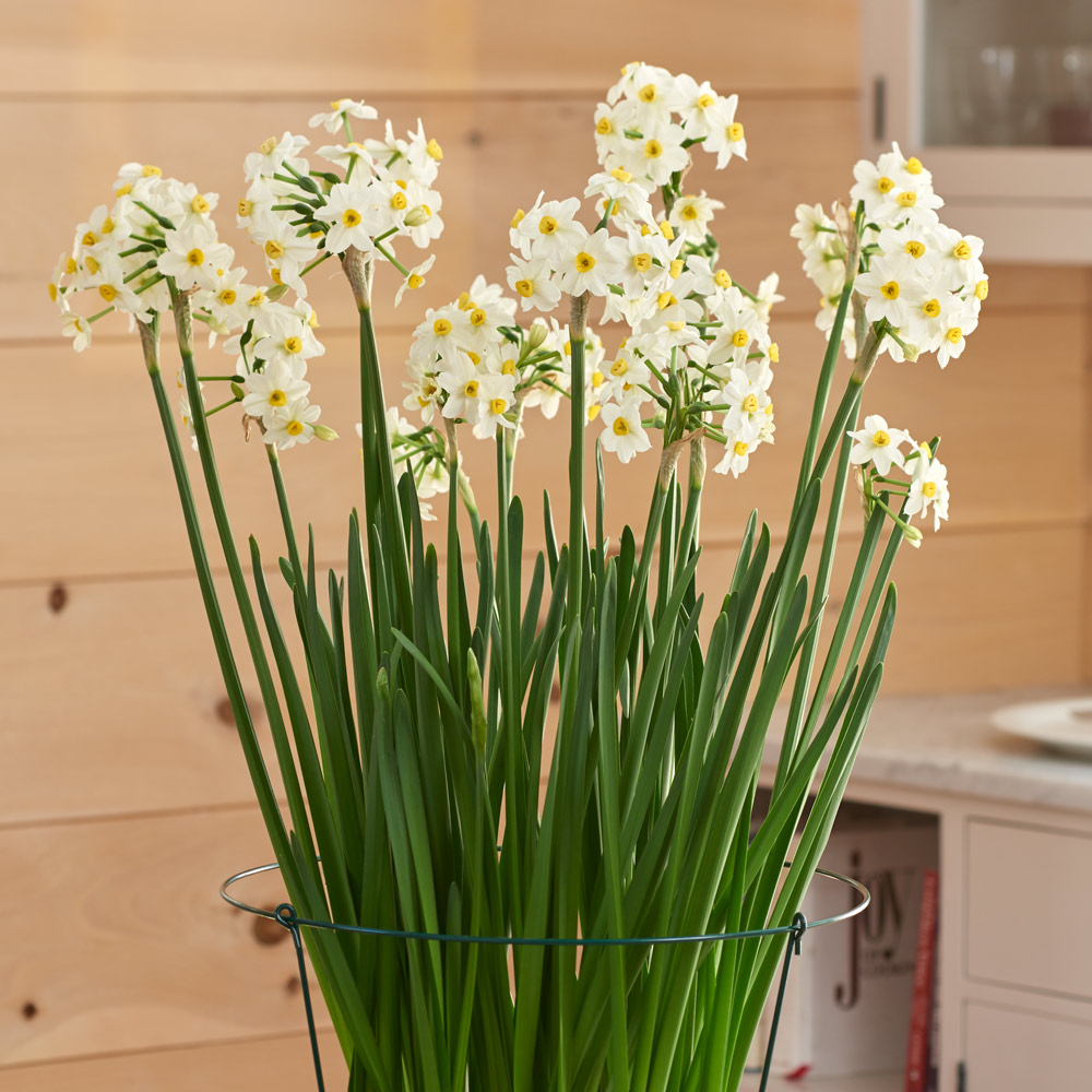 Paperwhite 'Wintersun' Kit with galvanized bowl | White Flower Farm