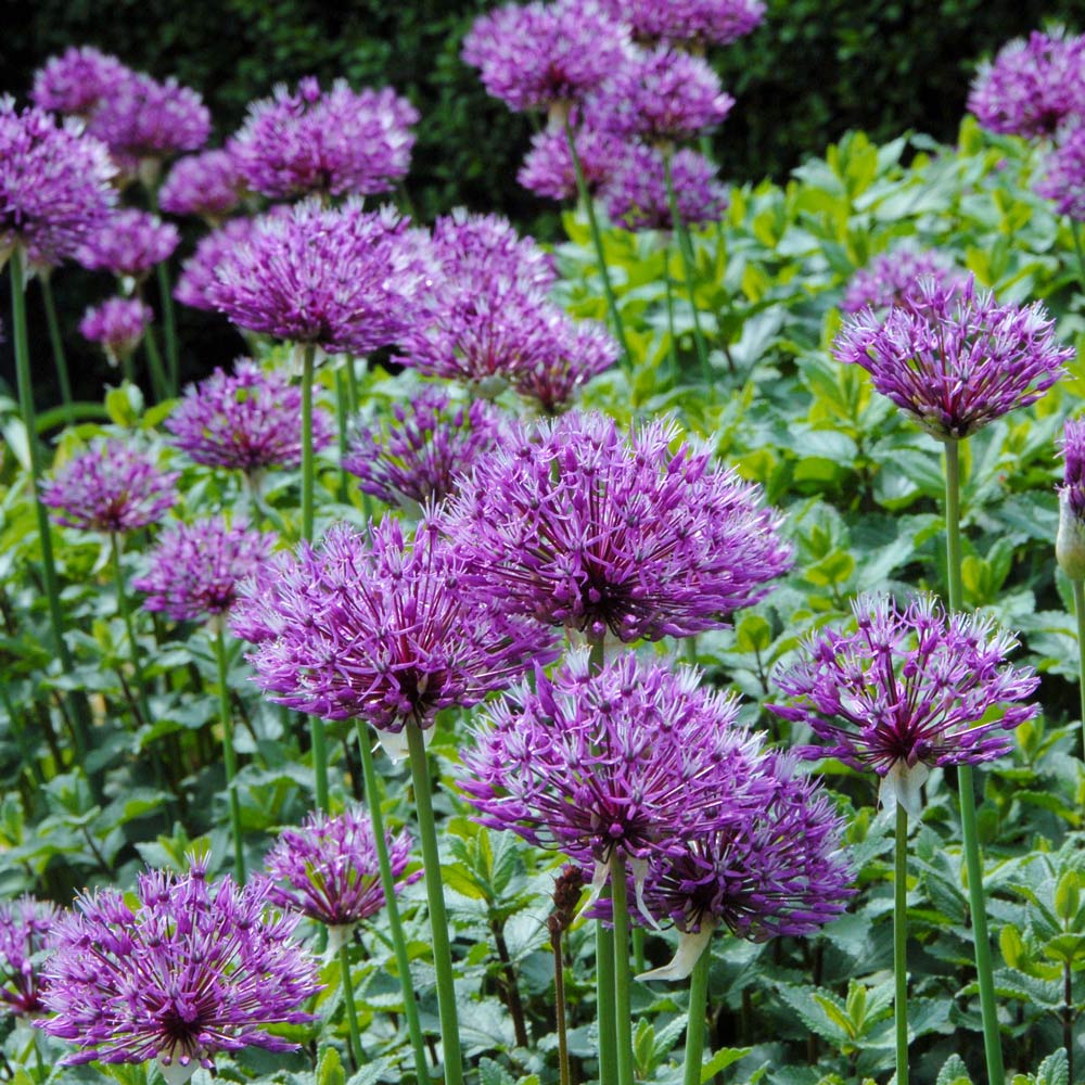 Allium 'Early Emperor' | White Flower Farm
