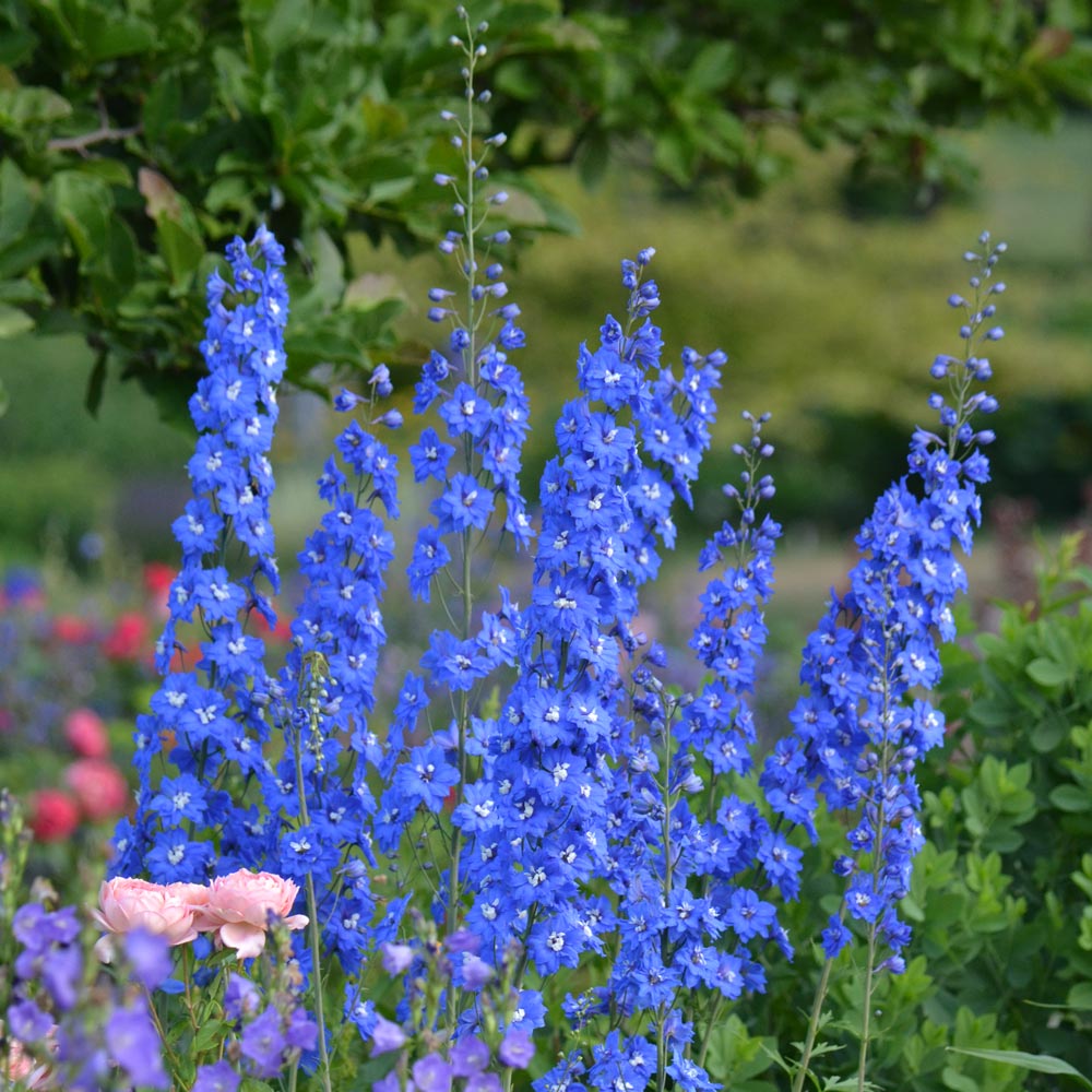 Delphinium Flower Varieties | White Flower Farm