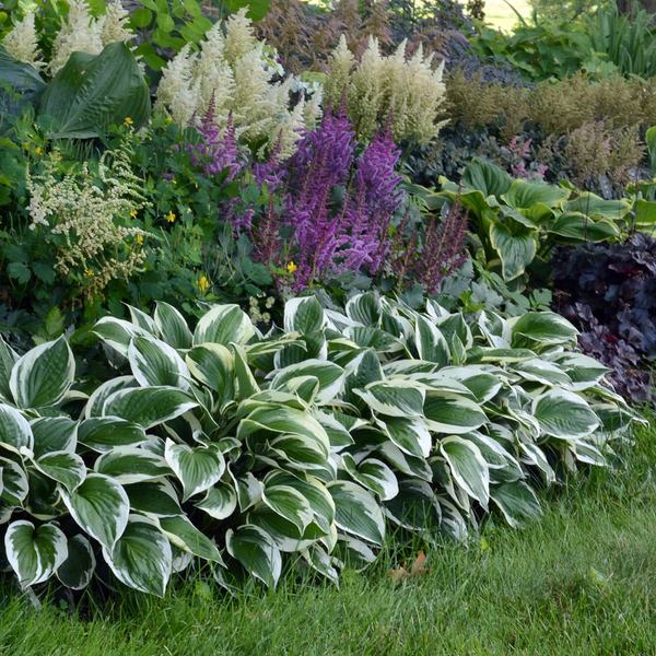 Hosta, Hosta Varieties & More | White Flower Farm
