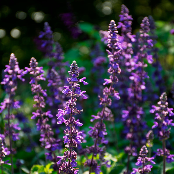 Perennial & Annual Salvia | White Flower Farm