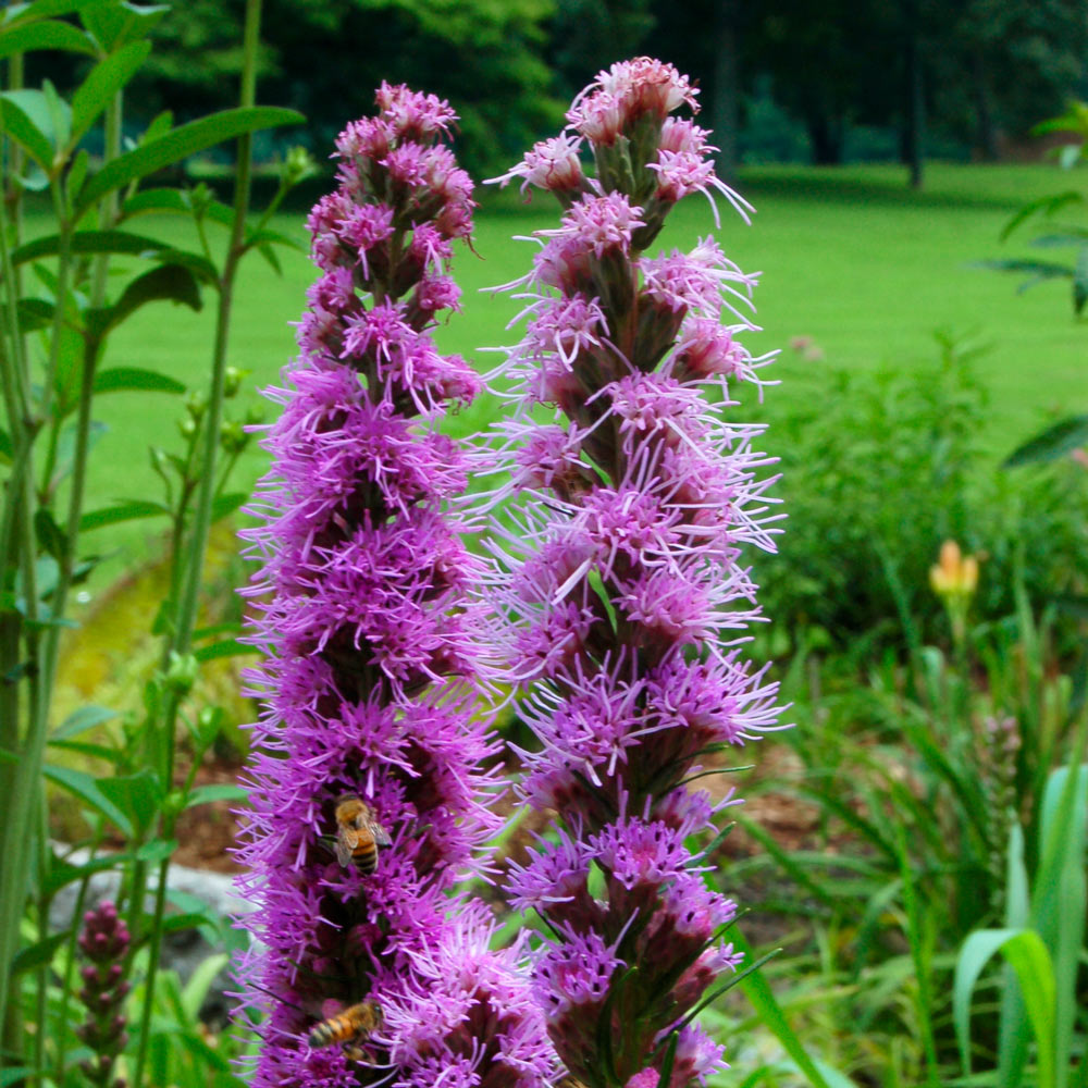 Liatris (Blazing Star) Perennials | White Flower Farm
