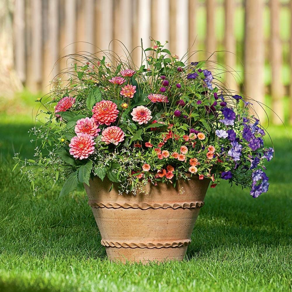 Customer-Favorite Annual Container Gardens | White Flower Farm