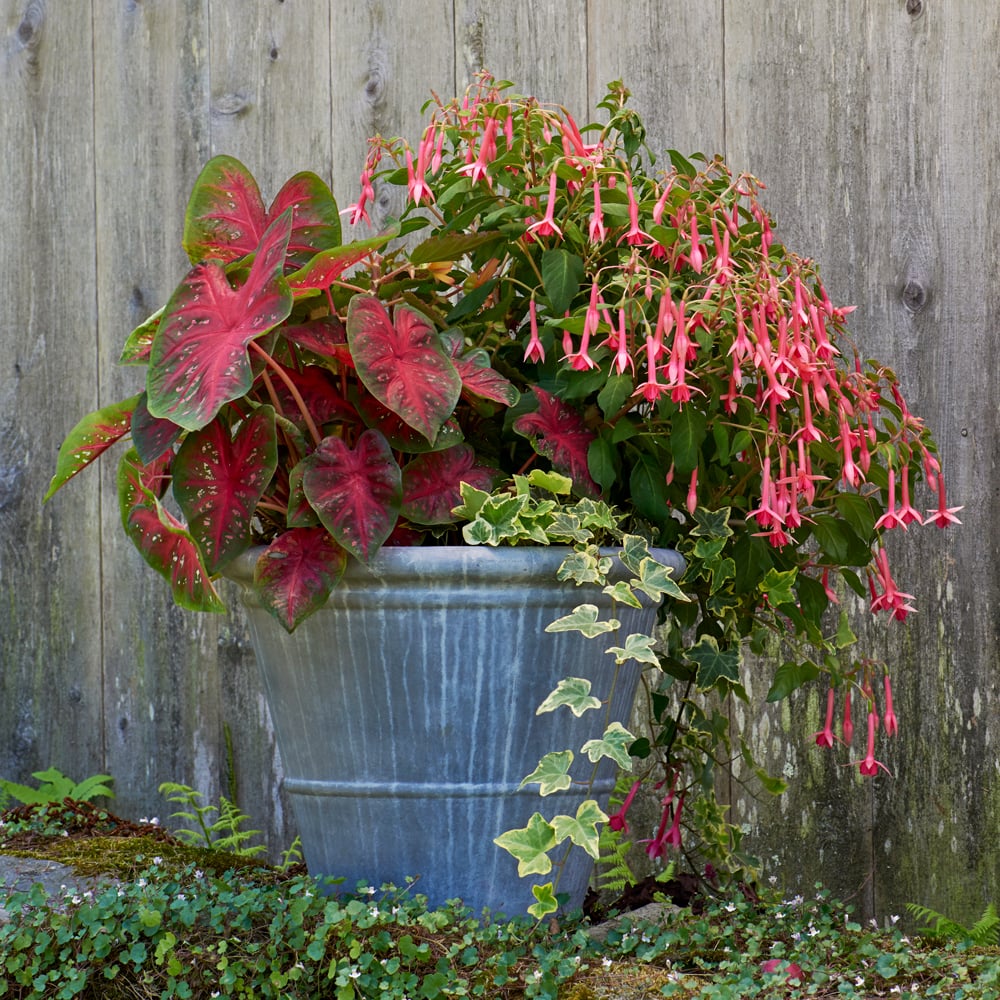 Annual Container Designs for Shade & Part Shade | White Flower Farm