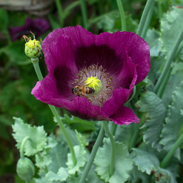 Dark Purple Poppies