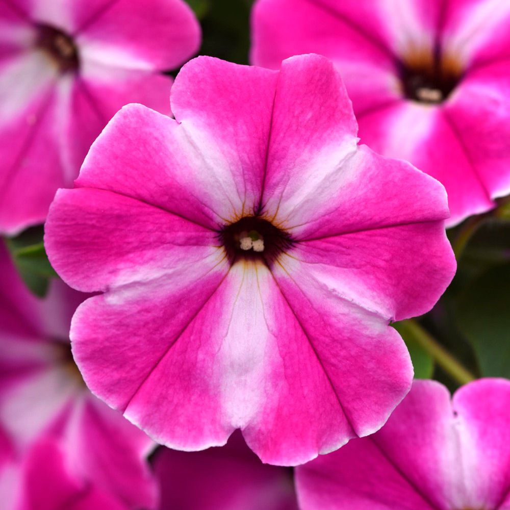 Common Garden Petunia
