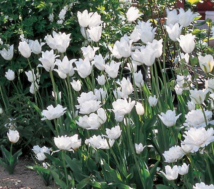 String of Pearls Tulip Collection | White Flower Farm