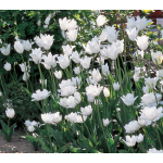 String of Pearls Tulip Collection | White Flower Farm