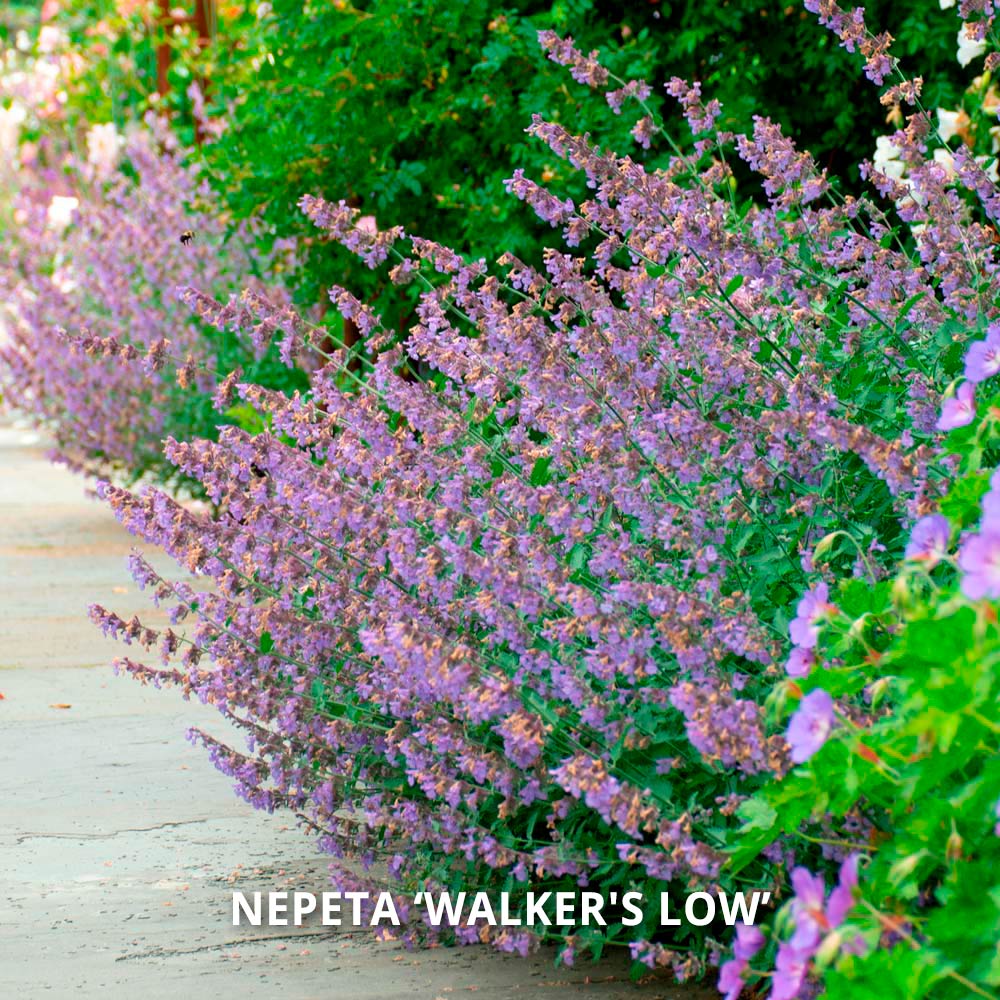 Start a Garden for Sun | White Flower Farm
