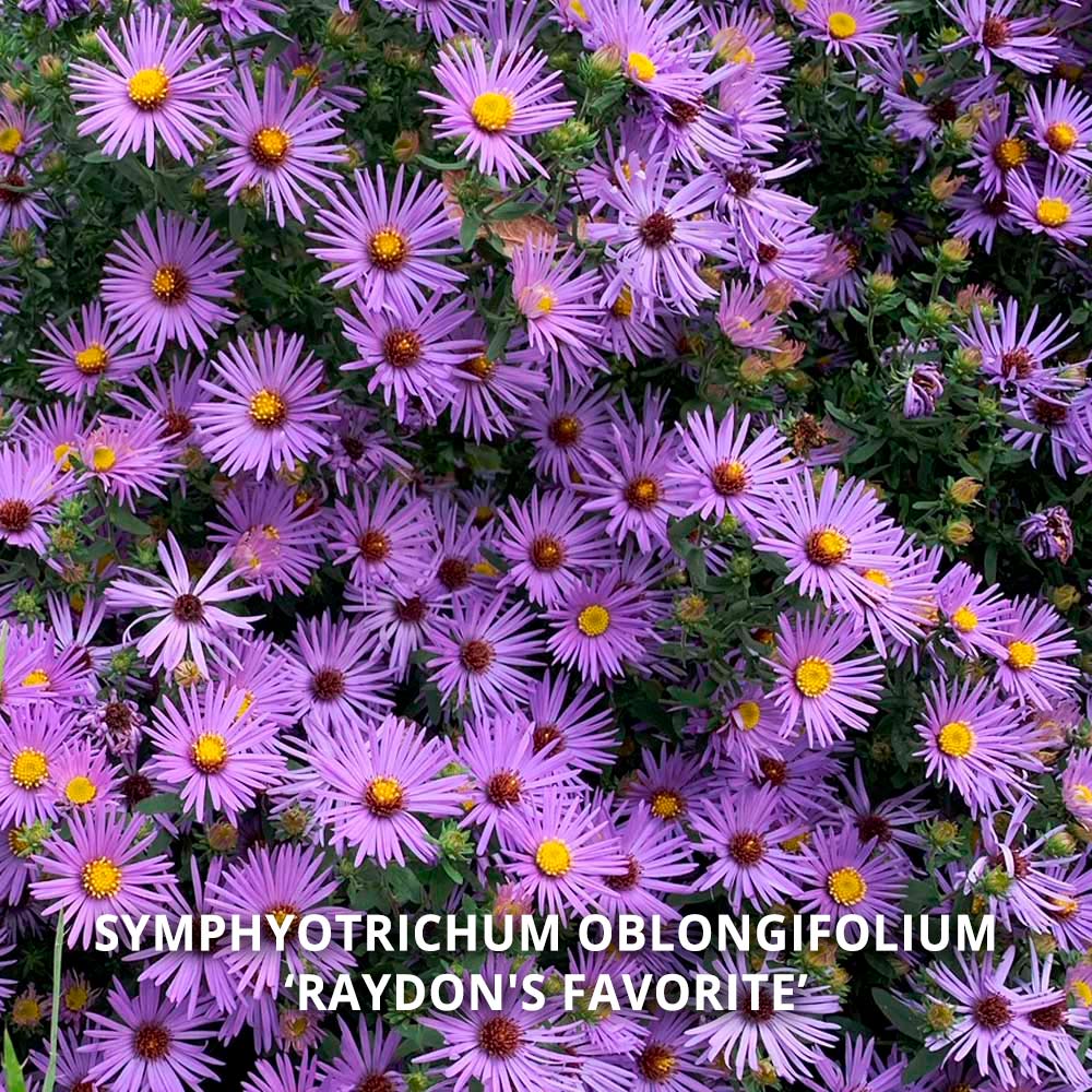 Start a Garden for Sun | White Flower Farm