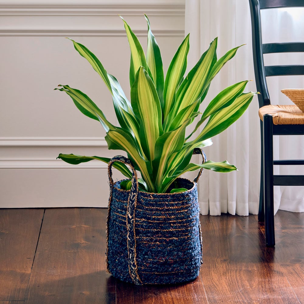 New Houseplants | White Flower Farm