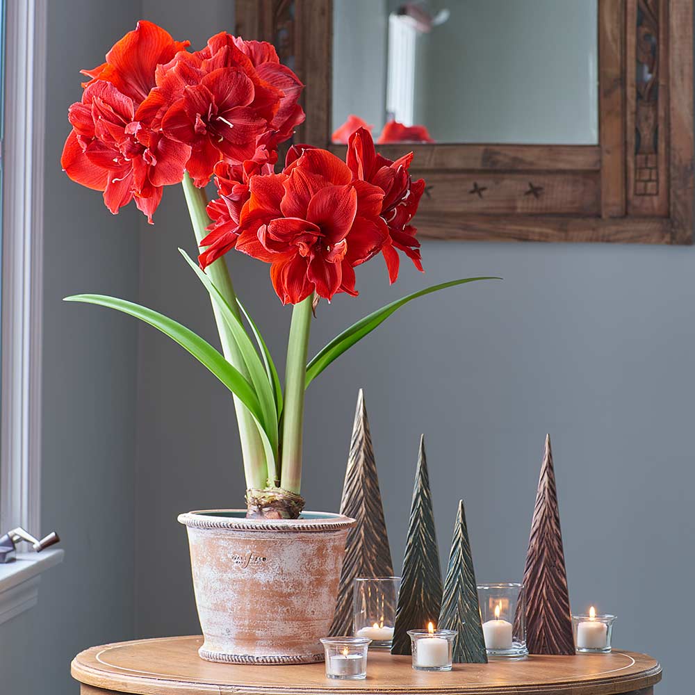 Red Amaryllis | White Flower Farm