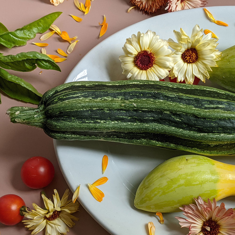 Squash 'Pantheon,' Summer Zucchini | White Flower Farm