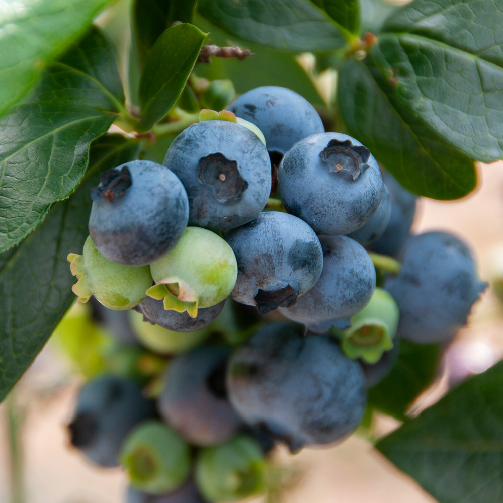 Bounty of Blueberries Trio | White Flower Farm