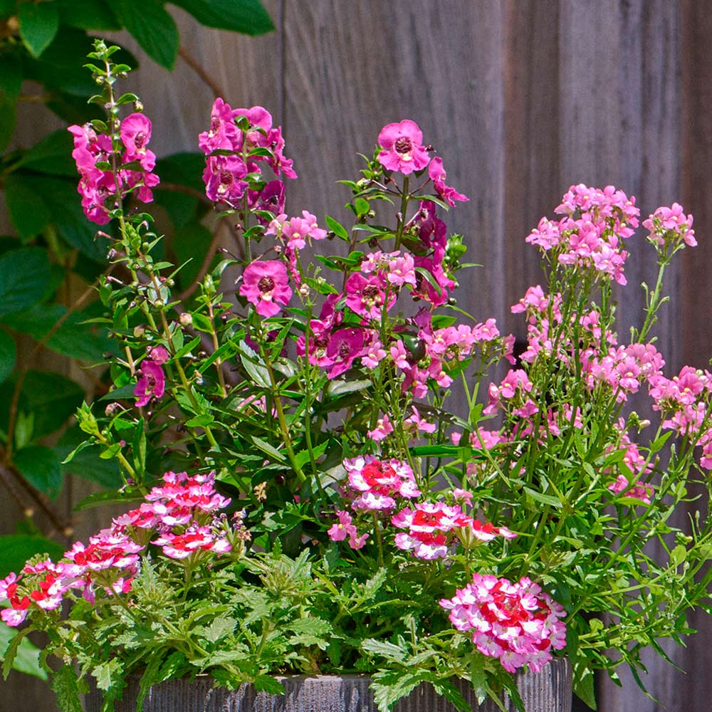 Tickled Pink Annual Trio | White Flower Farm