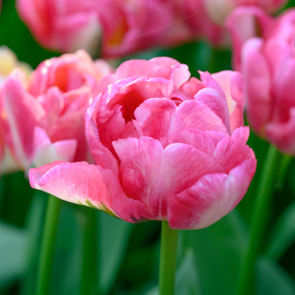 Tulip 'Double Blizz' | White Flower Farm