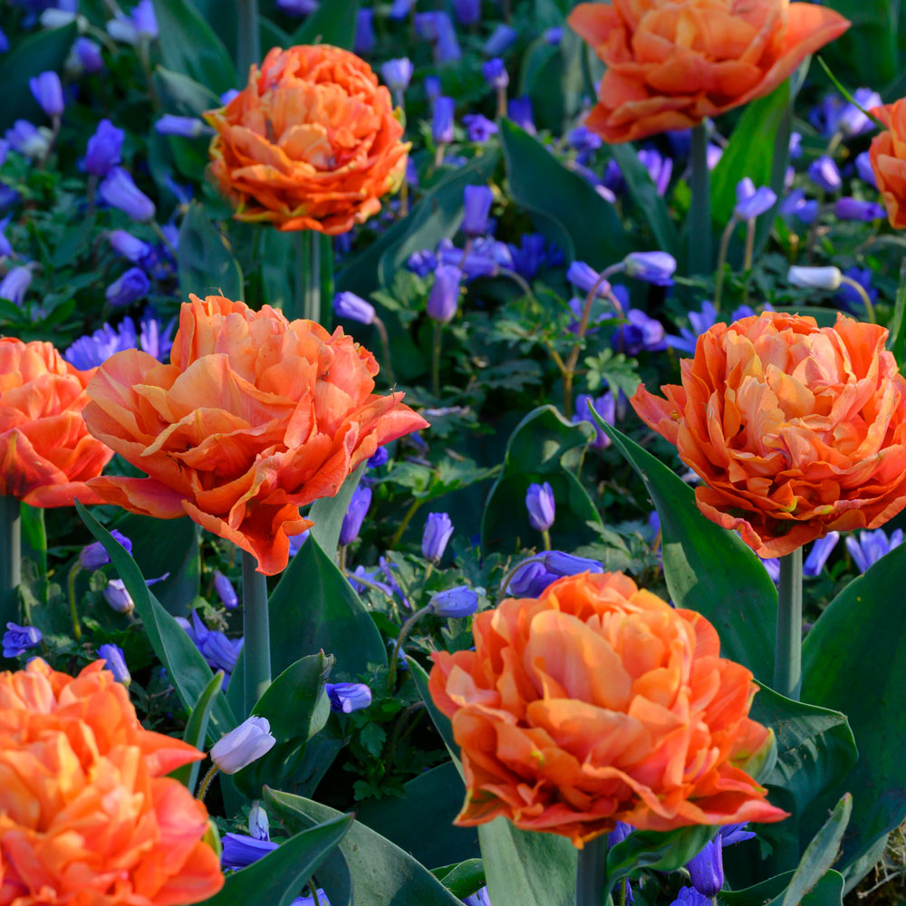 Tulip 'Valdivia' | White Flower Farm