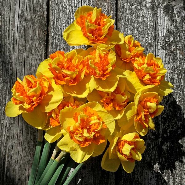 Narcissus 'Sizzling Fire' | White Flower Farm
