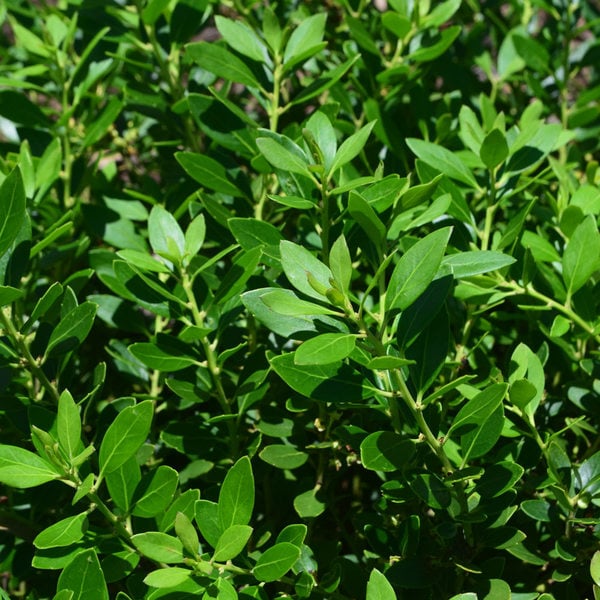 Ilex glabra Forever Emerald™ | White Flower Farm