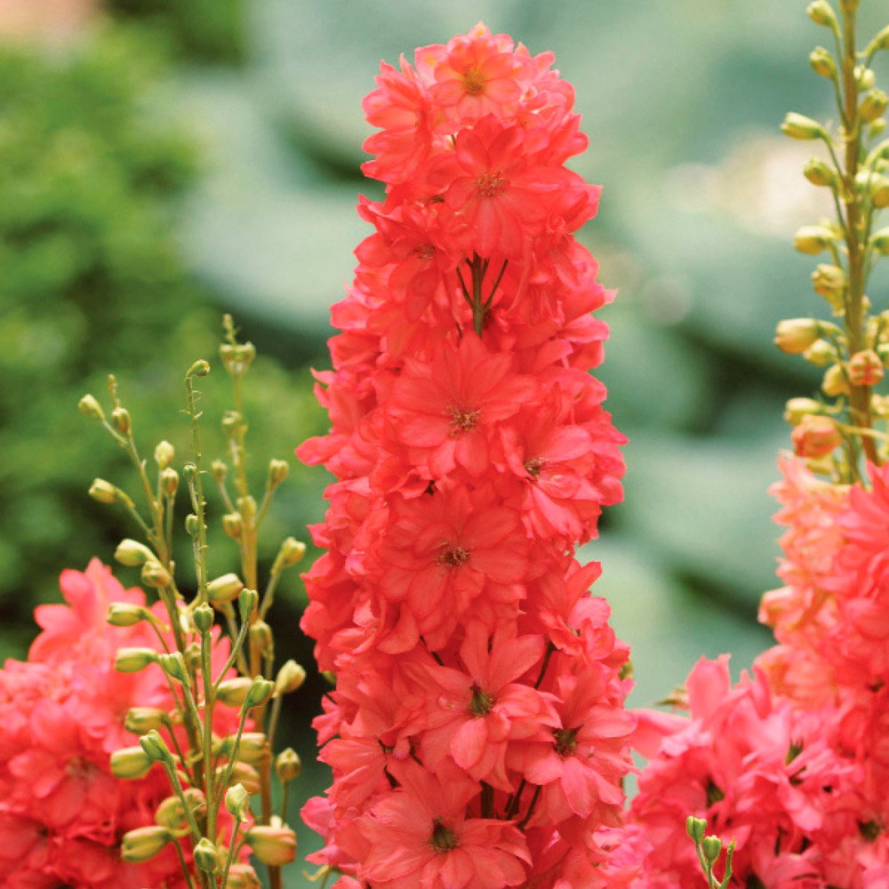 Delphinium 'Red Lark' | White Flower Farm