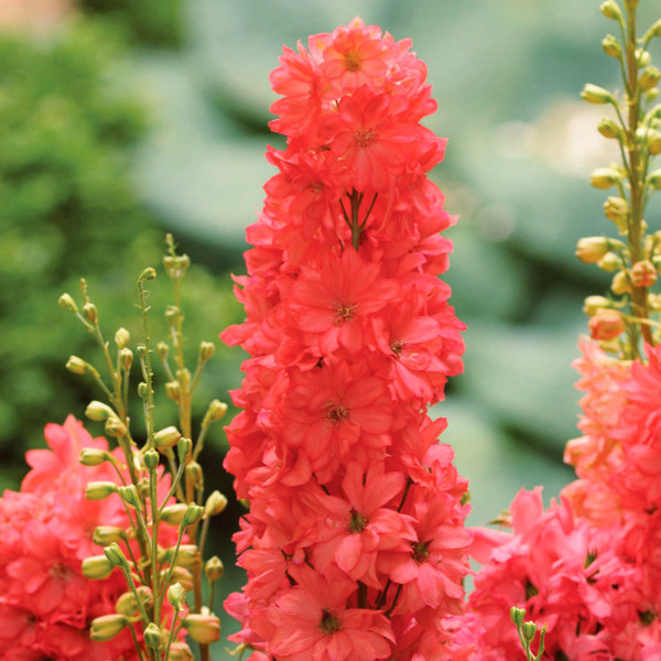 Delphinium 'Red Lark' | White Flower Farm