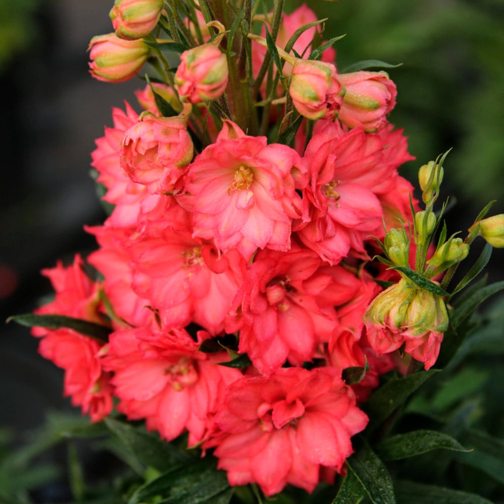 Delphinium 'Red Lark' | White Flower Farm