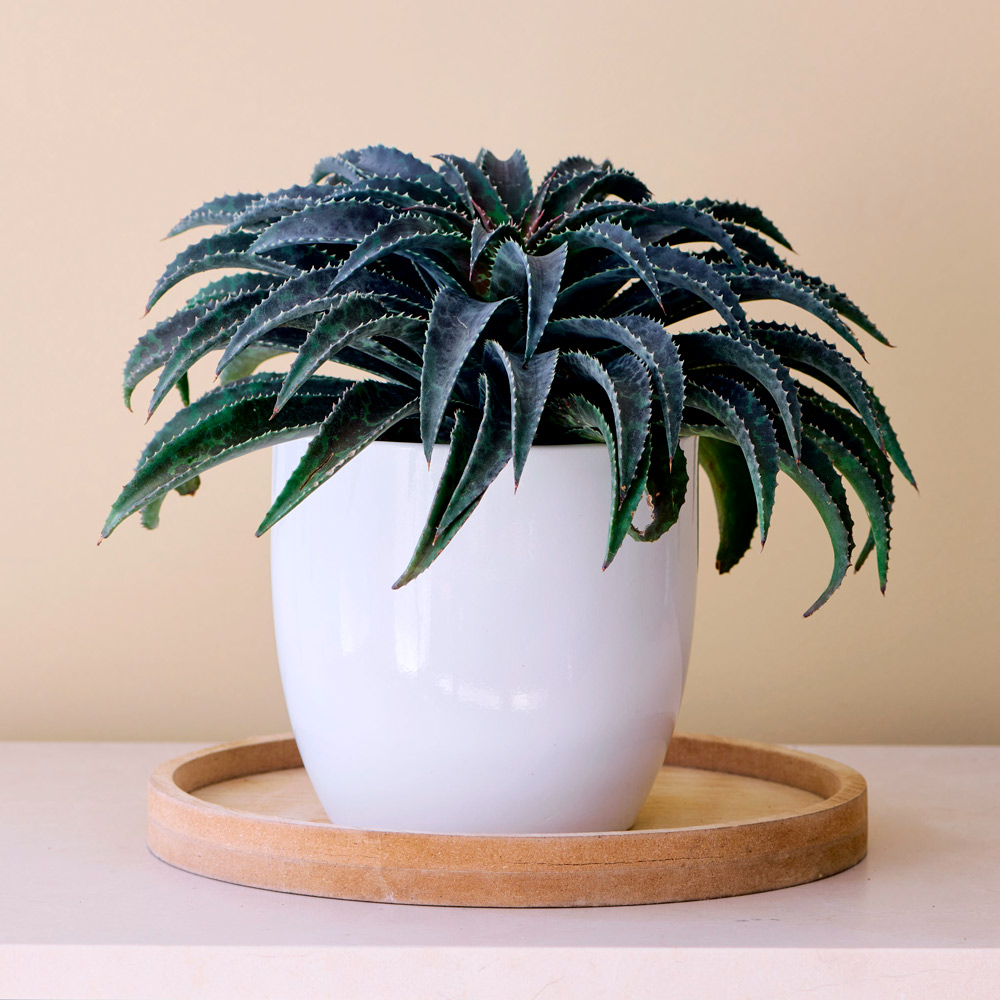 Mangave 'Black Magic' | White Flower Farm