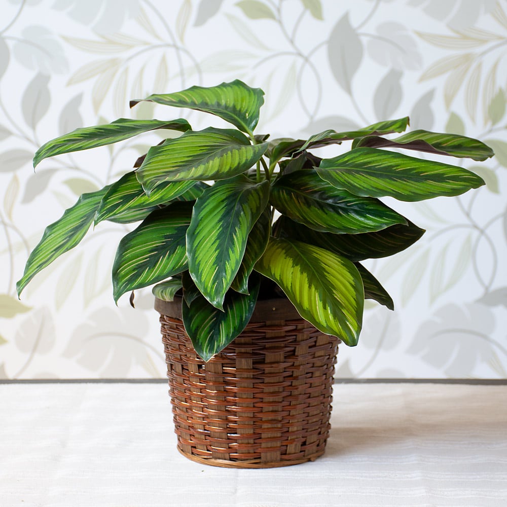 Calathea ornata 'Beauty Star' | White Flower Farm