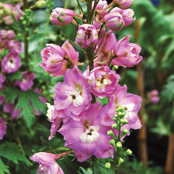 Delphinium 'Centurion Rose Shades' | White Flower Farm